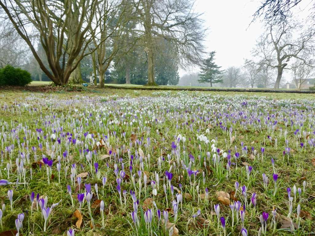A Touch of Spring - Brockhampton Park